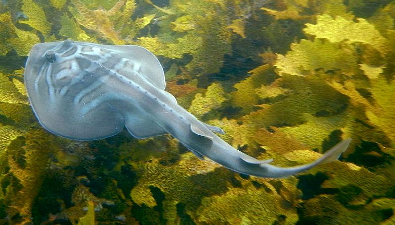 Explore "Banjo Shark" with Sandee – The Ultimate Guide to Understanding ...