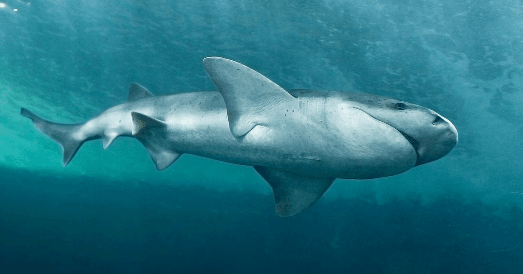 Explore "Broadnose Sevengill Shark" with Sandee – The Ultimate Guide to ...