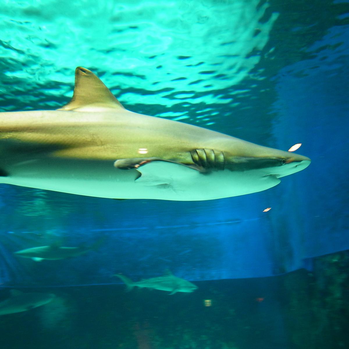 Explore "Copper Shark" with Sandee – The Ultimate Guide to ...