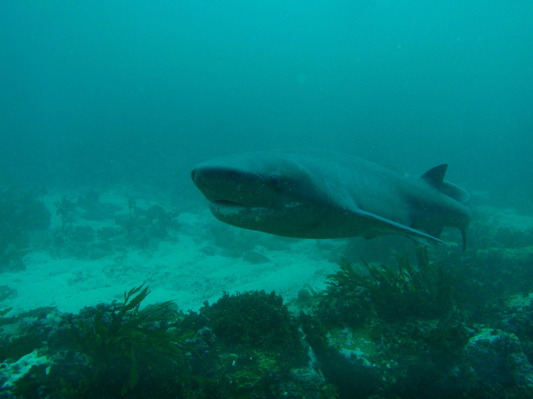 Explore "Cow Shark" with Sandee – The Ultimate Guide to Understanding ...