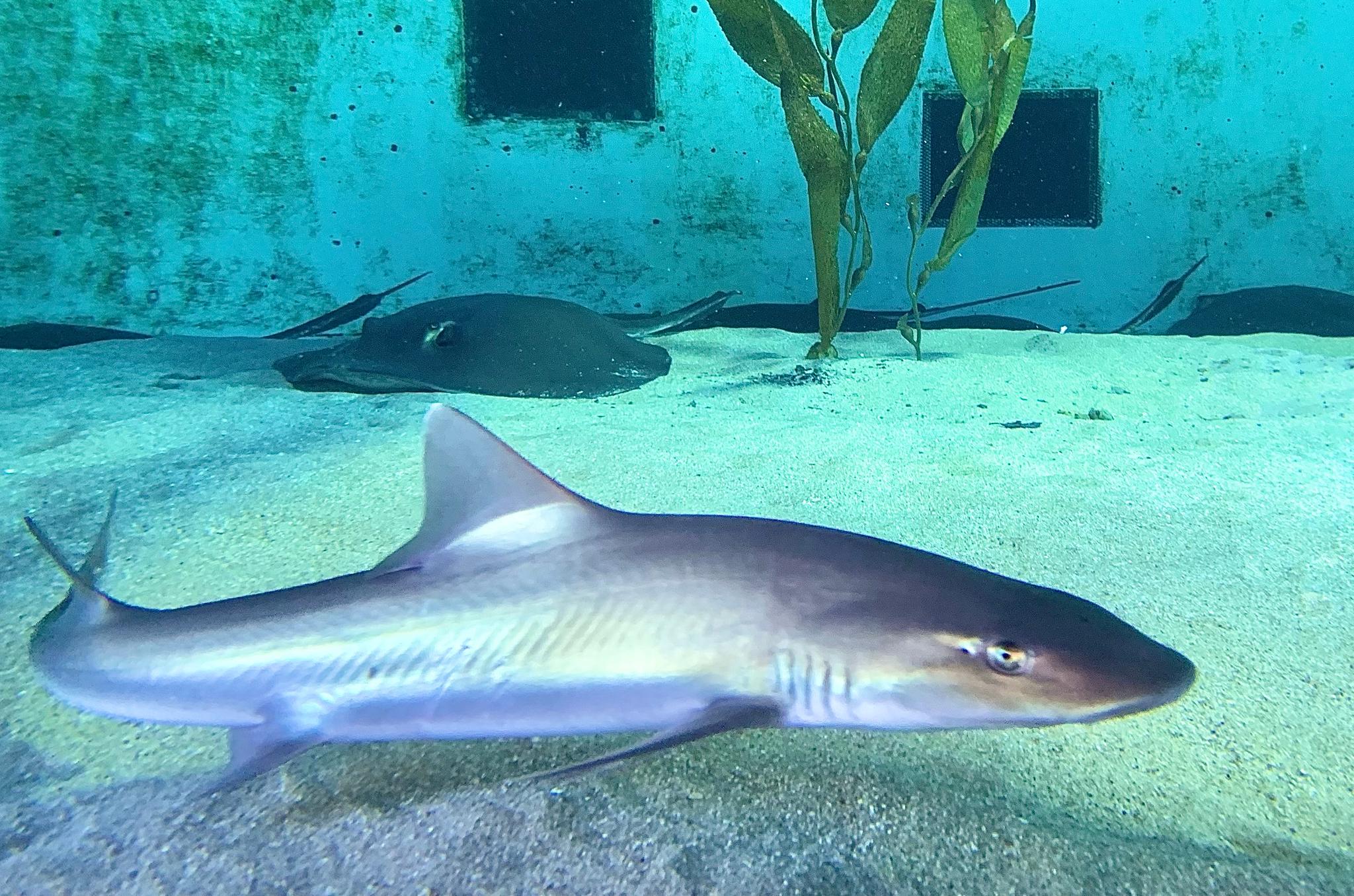 Explore "Smooth Hound Shark (Dog Shark)" with Sandee – The Ultimate ...