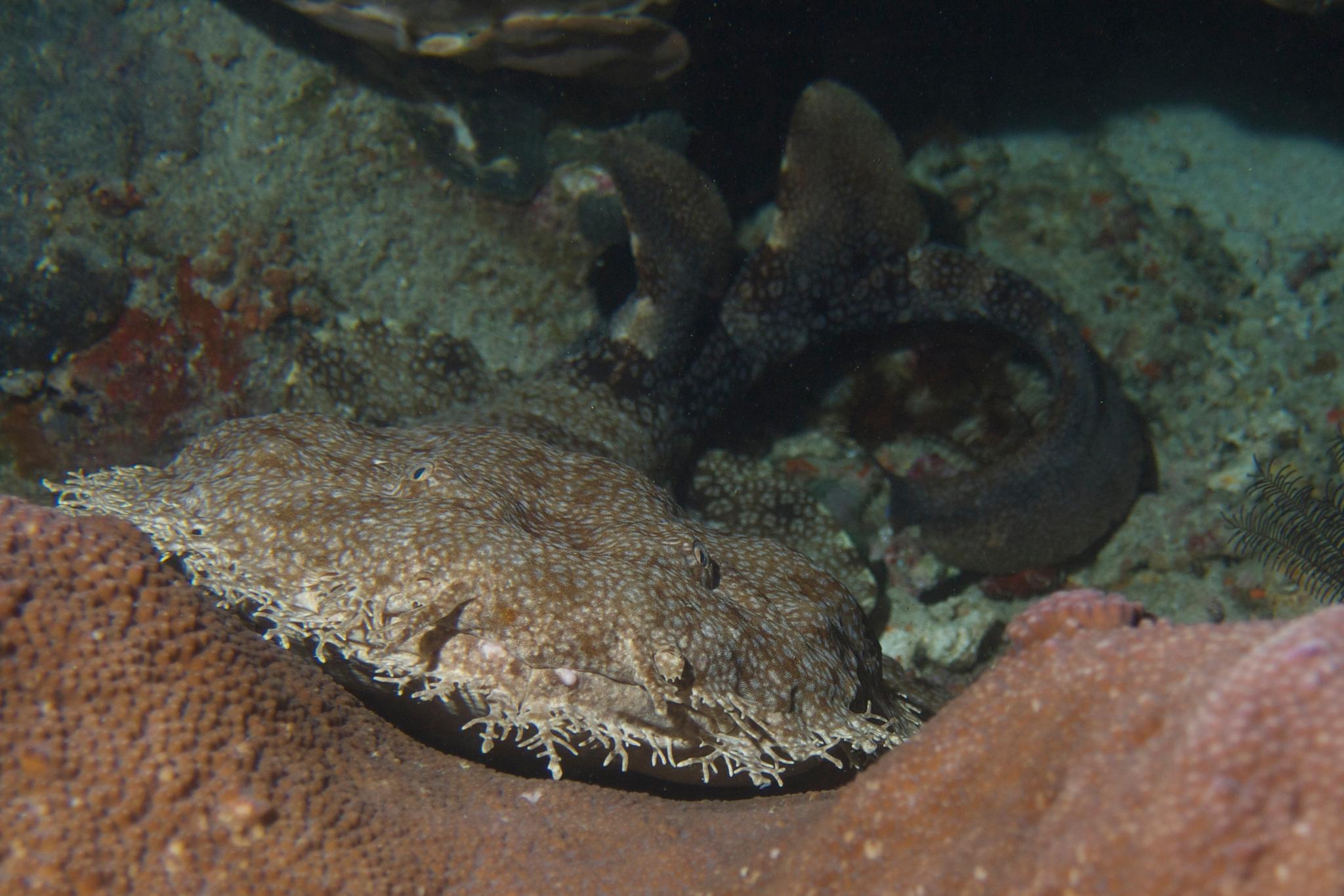Explore "Wobbegong Shark" with Sandee – The Ultimate Guide to ...