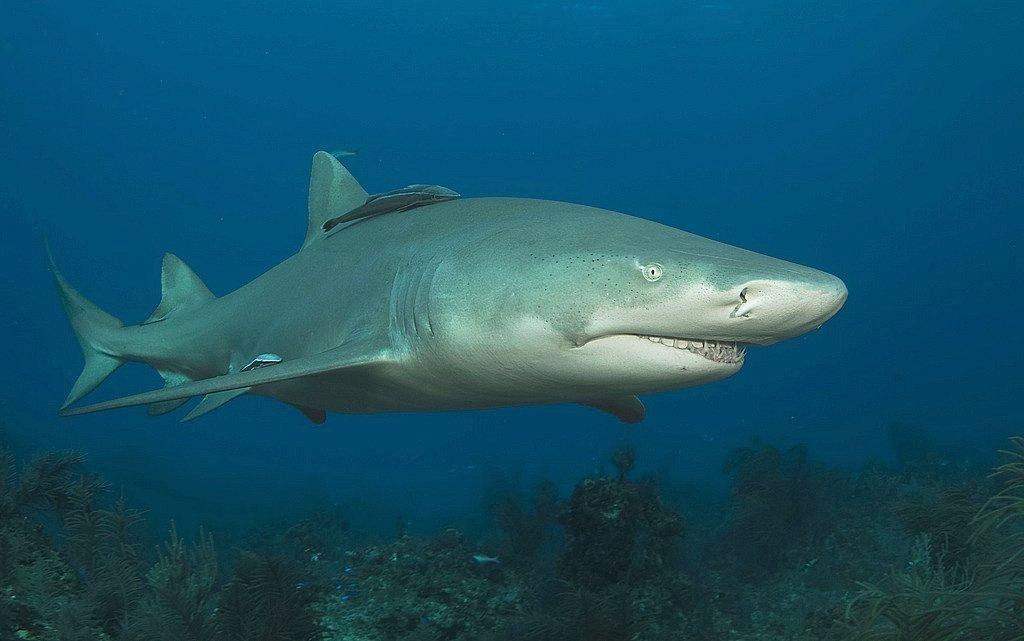 Explore "Lemon Shark" with Sandee – The Ultimate Guide to Understanding ...