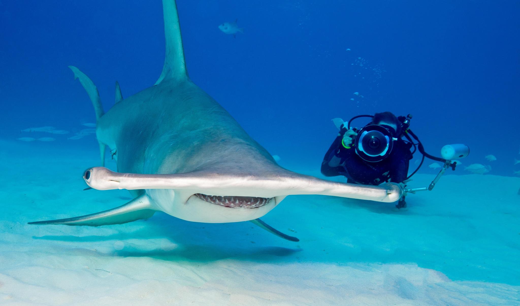 Explore "Hammerhead Shark" with Sandee – The Ultimate Guide to ...