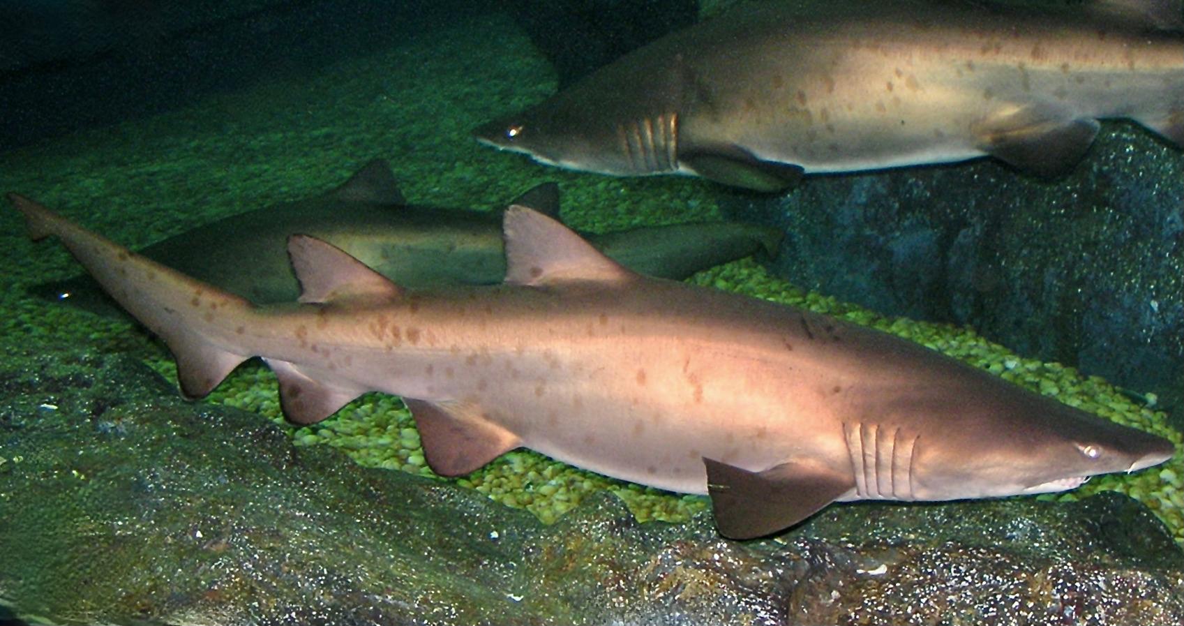 Explore "Sand Shark" with Sandee – The Ultimate Guide to Understanding ...