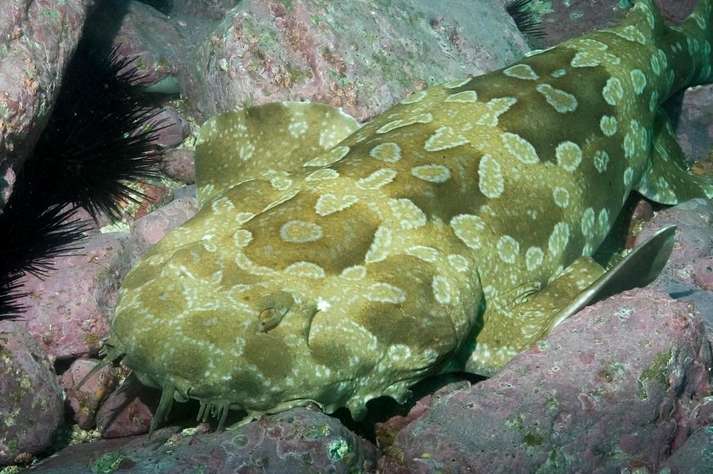 Explore "Carpet Shark" with Sandee – The Ultimate Guide to ...